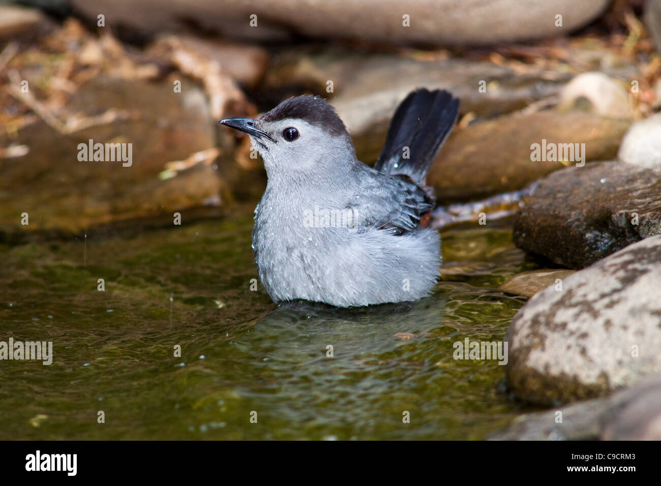 Gray Catbird, Dumetella carolinensis, taking a bath in a pond at ...