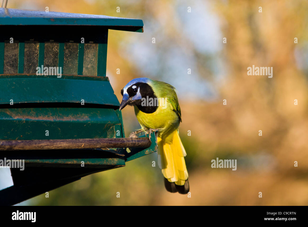 Green Jay, Cyanocorax yncas, at bird feeder at Javelina-Martin Ranch in ...