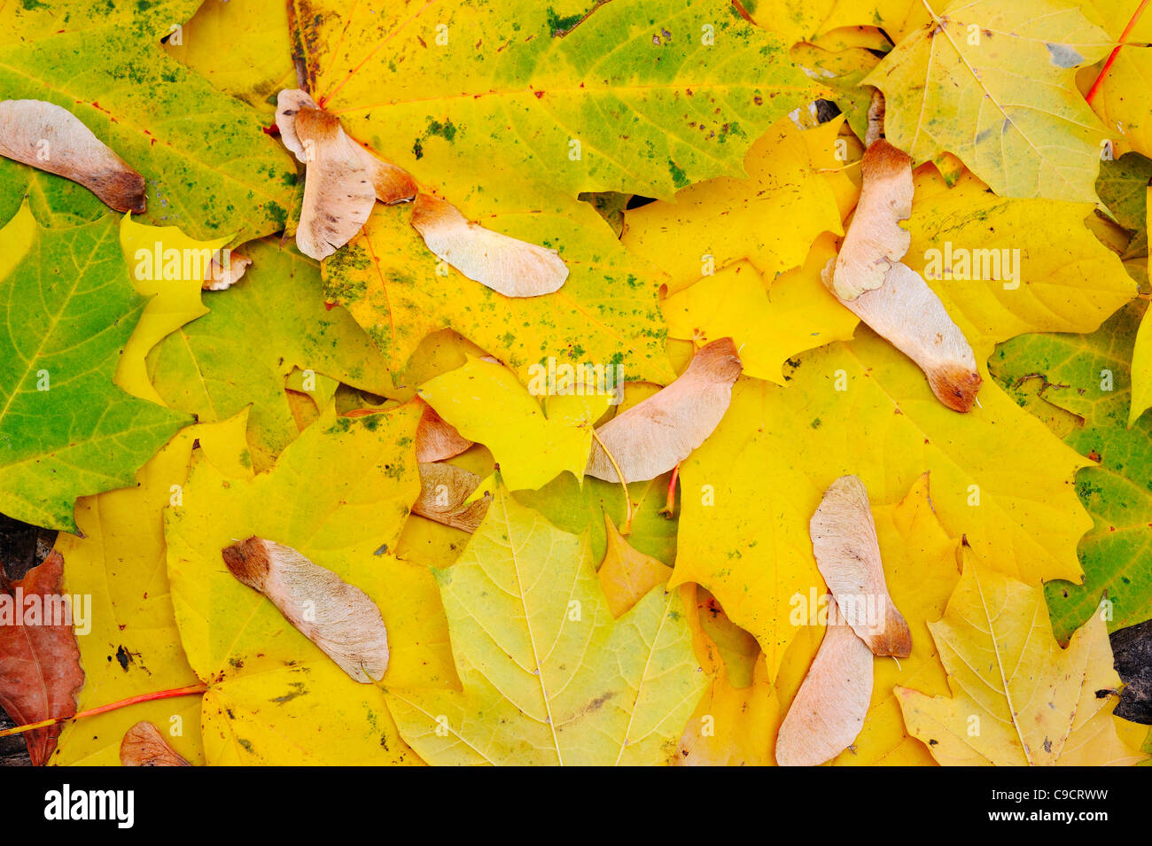 Sycamore, acer pseudoplatanus, fallen autumn leaves and winged seed ...
