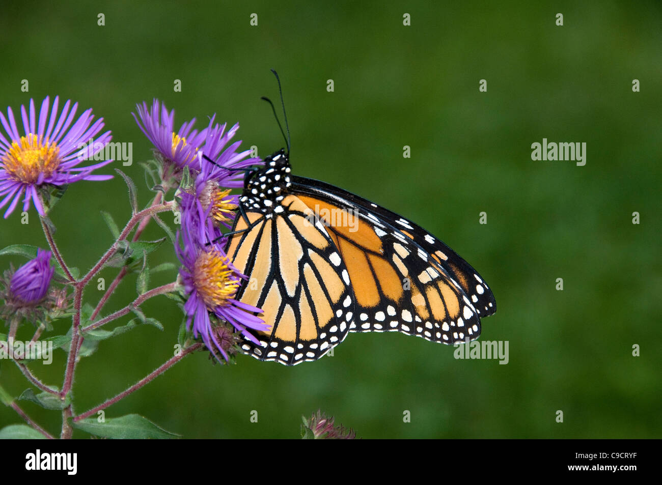 Monarch butterfly (Danaus plexippus ) also Milkweed Stock Photo - Alamy