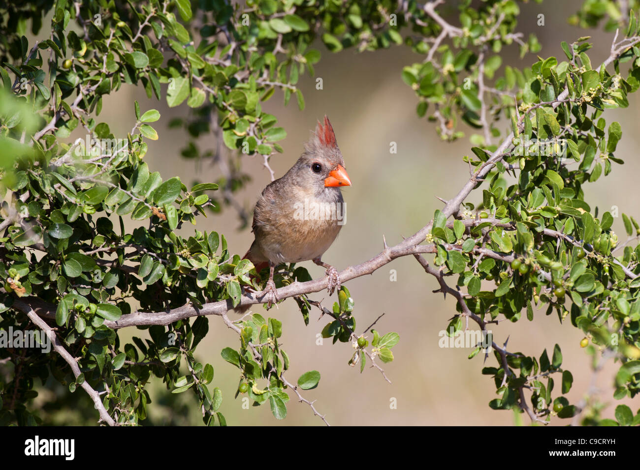 Female Northern Cardinal, Cardinalis cardinalis, at a ranch in South ...