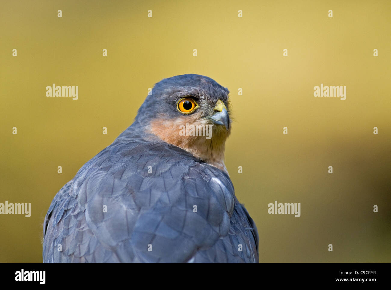 Male sparrowhawk accipiter nisus,Ireland Stock Photo - Alamy