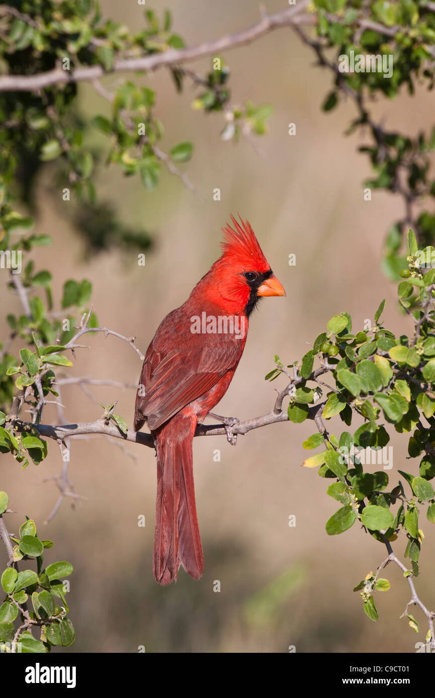 Cardinal bird hi-res stock photography and images - Alamy