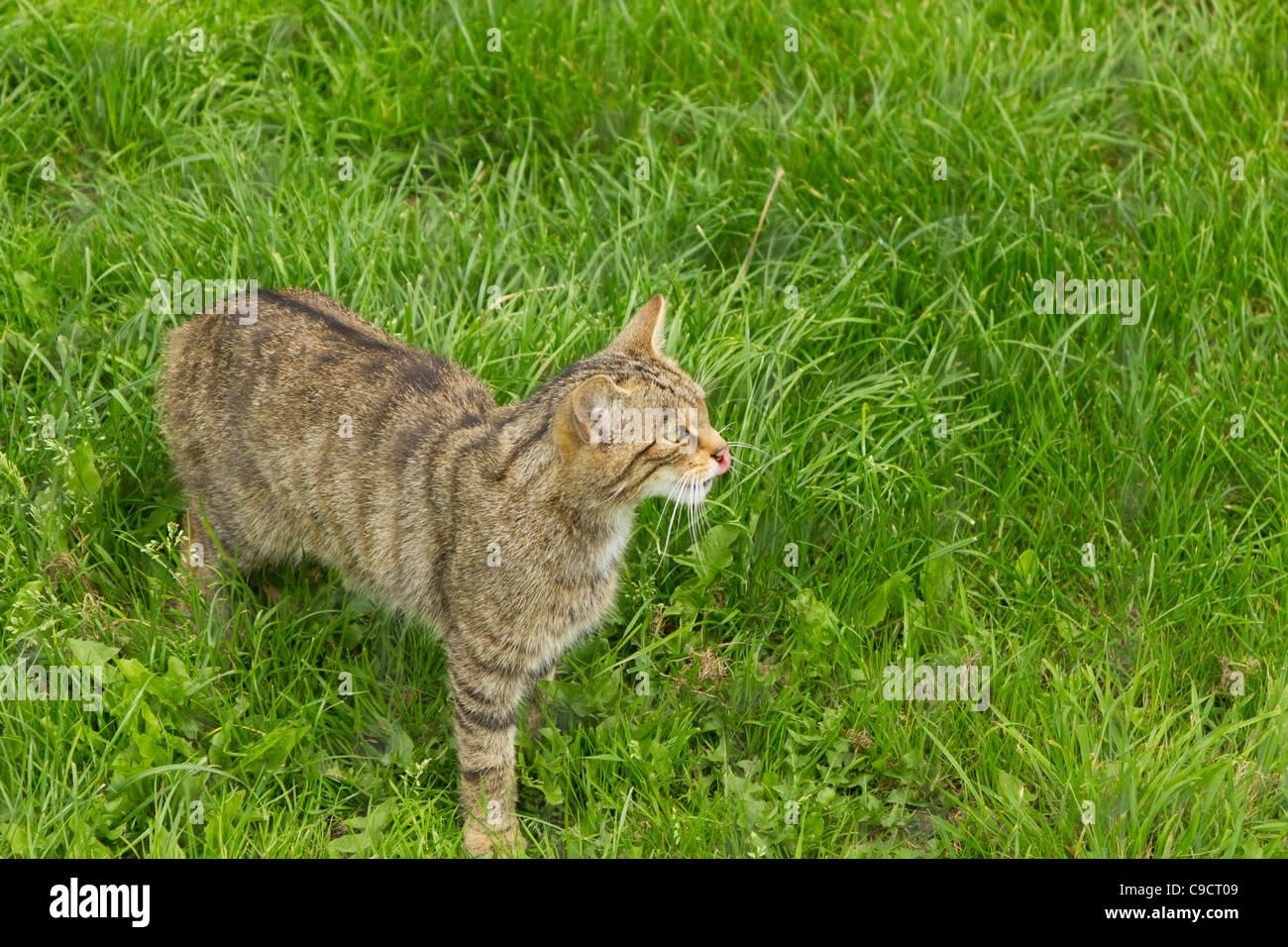 Wildcat taken in British Wildlife Centre Surrey Stock Photo - Alamy