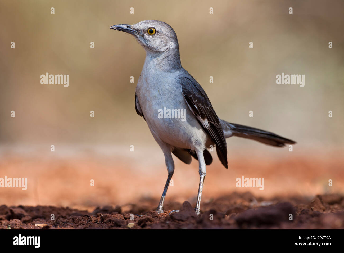 Northern Mockingbird, Mimus polyglottos, looking for relief from summer ...