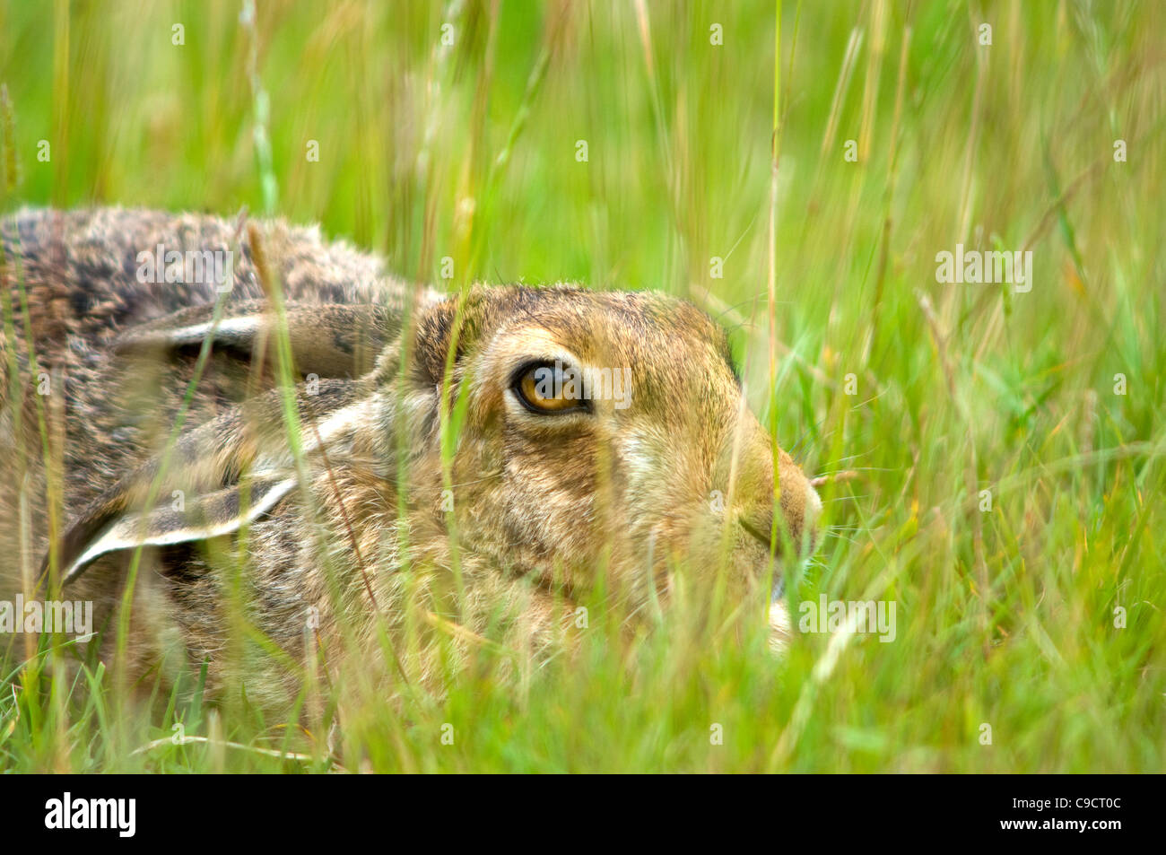 Brown hare ears down hi-res stock photography and images - Alamy