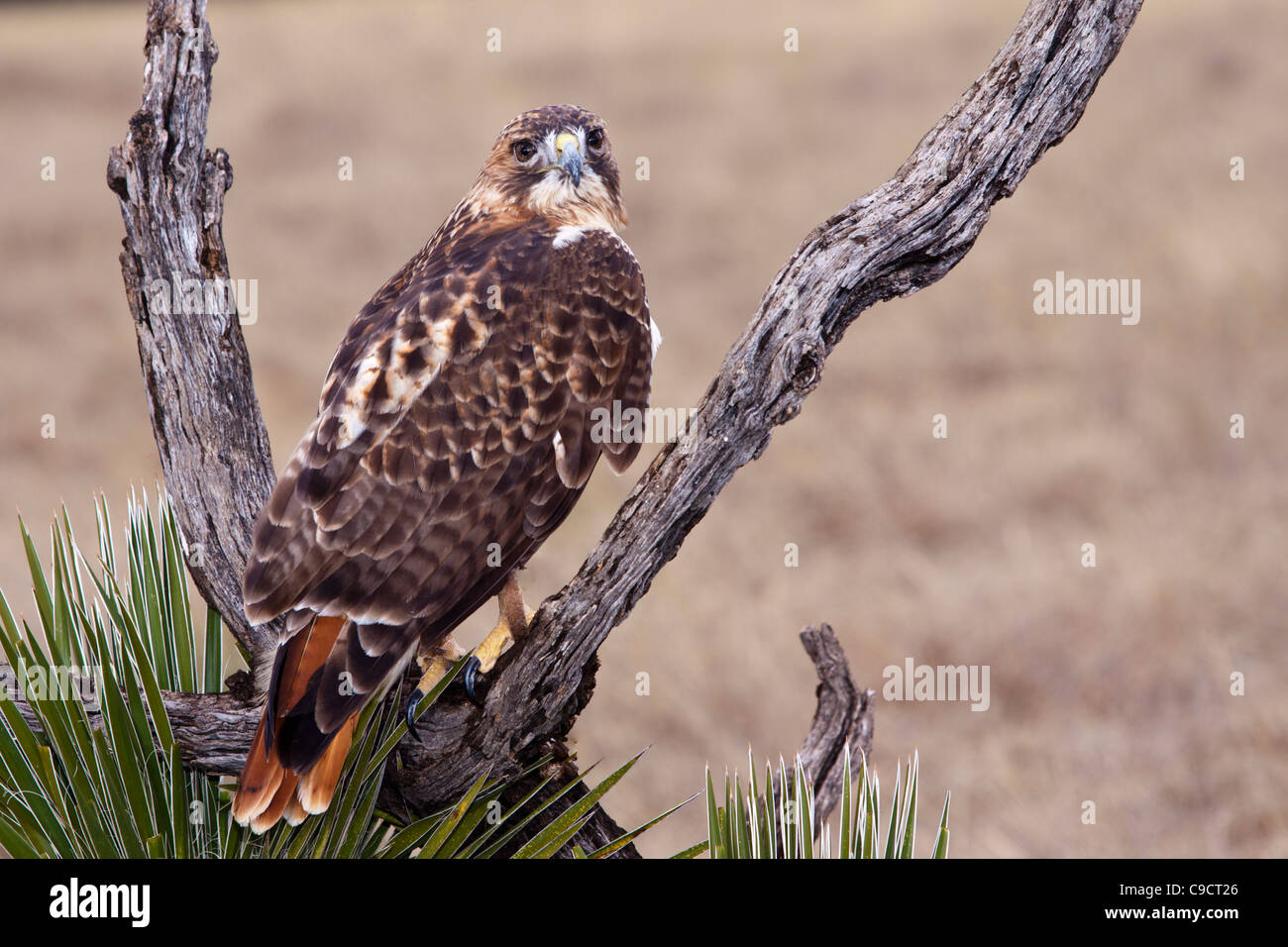 Chicken hawk hi-res stock photography and images - Alamy