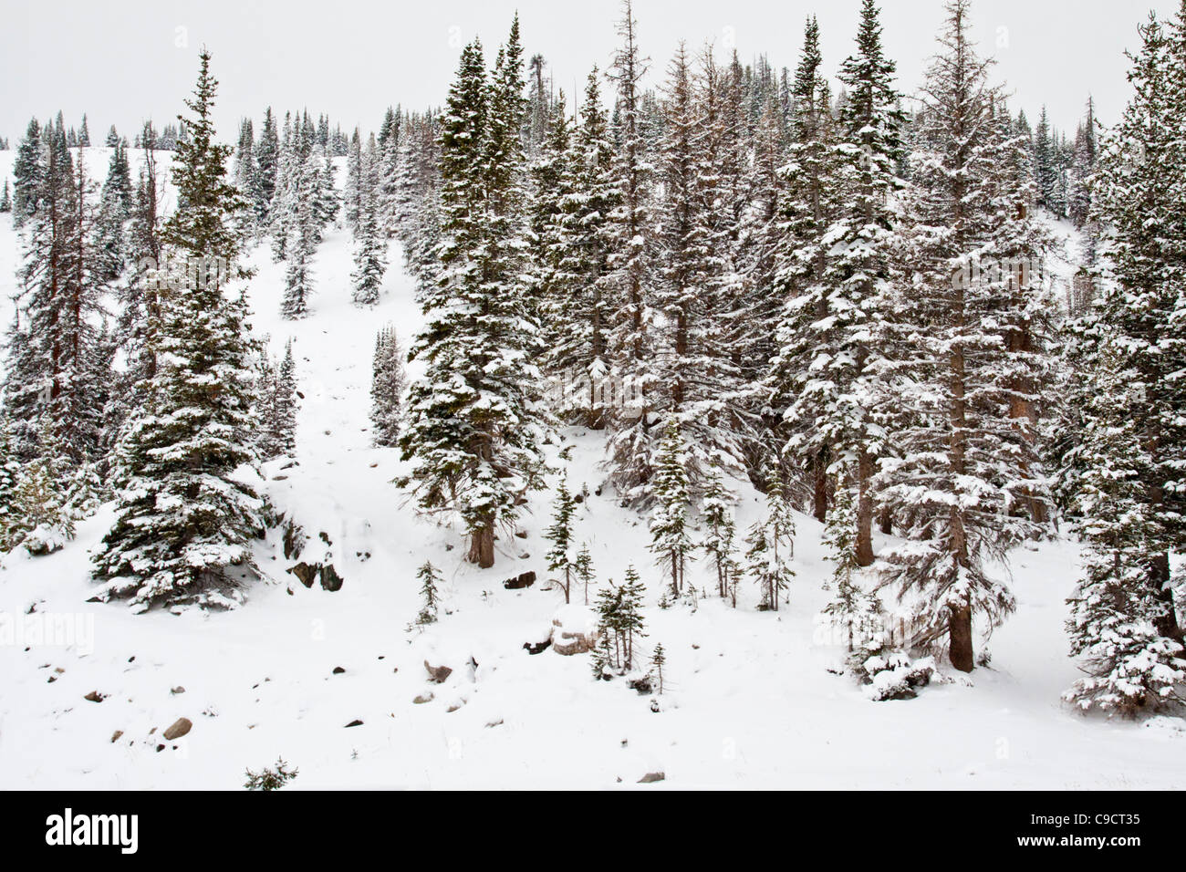 Medicine bow forest hi-res stock photography and images - Alamy
