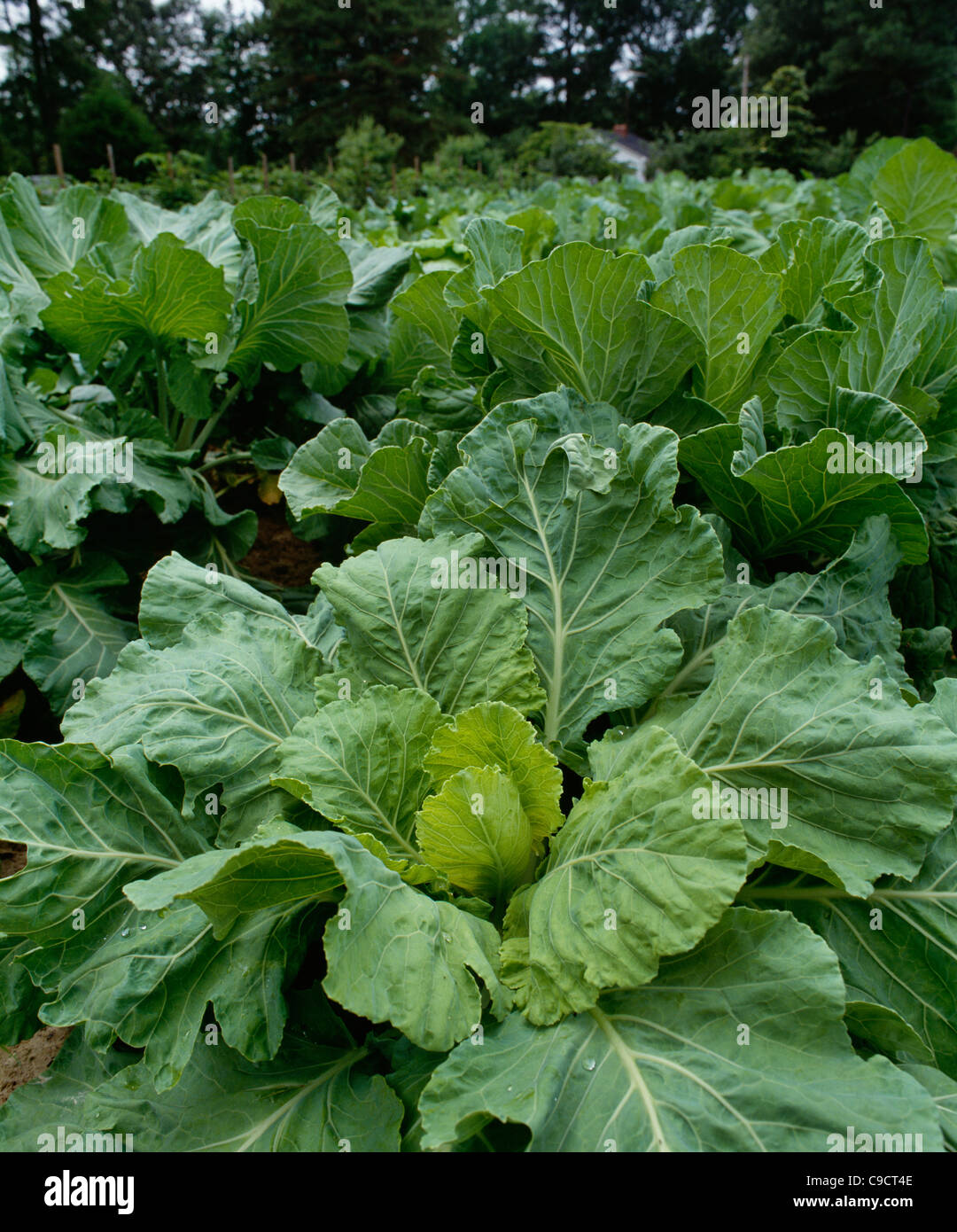 Collards hi-res stock photography and images - Alamy