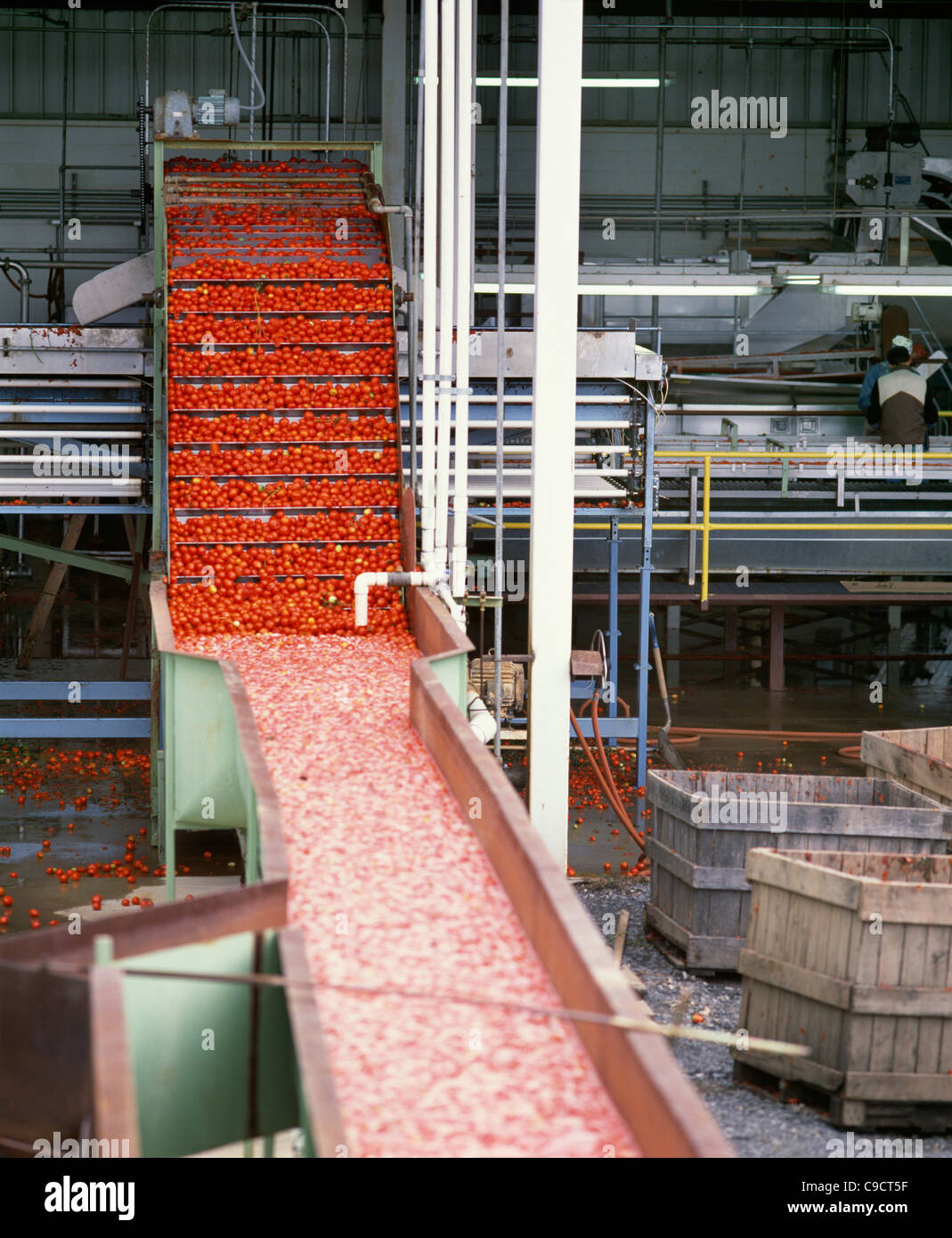 Tomatoes on conveyor to sorting area Stock Photo - Alamy