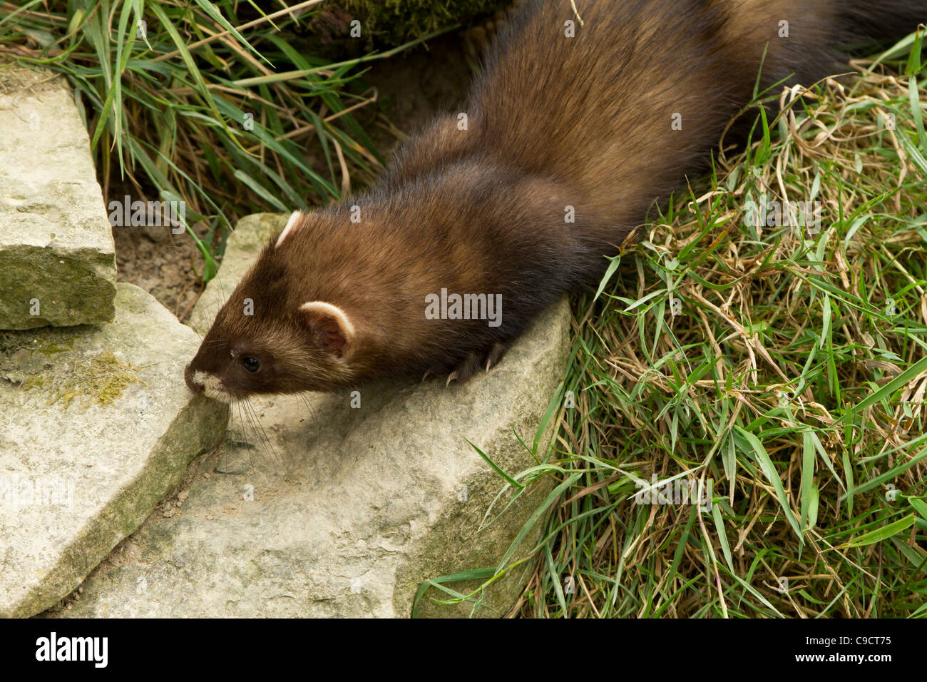 Captive polecat at the British Wildlife Centre Stock Photo - Alamy