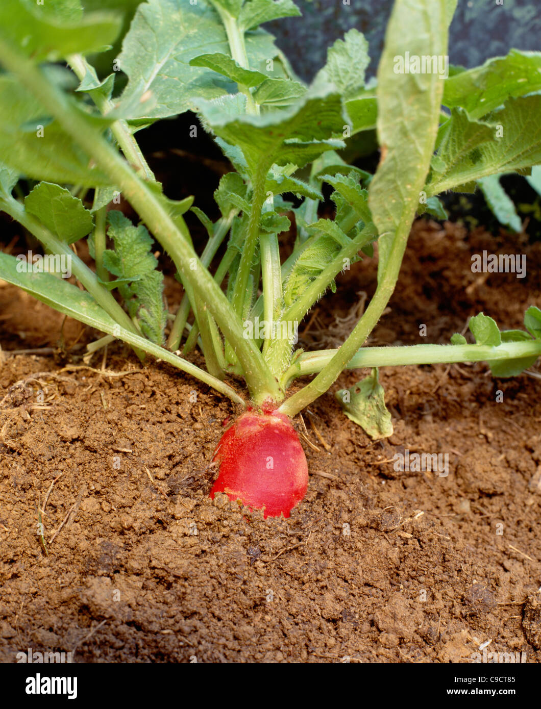 Radish "Early Scarlet Globe" (Rabano Stock Photo - Alamy
