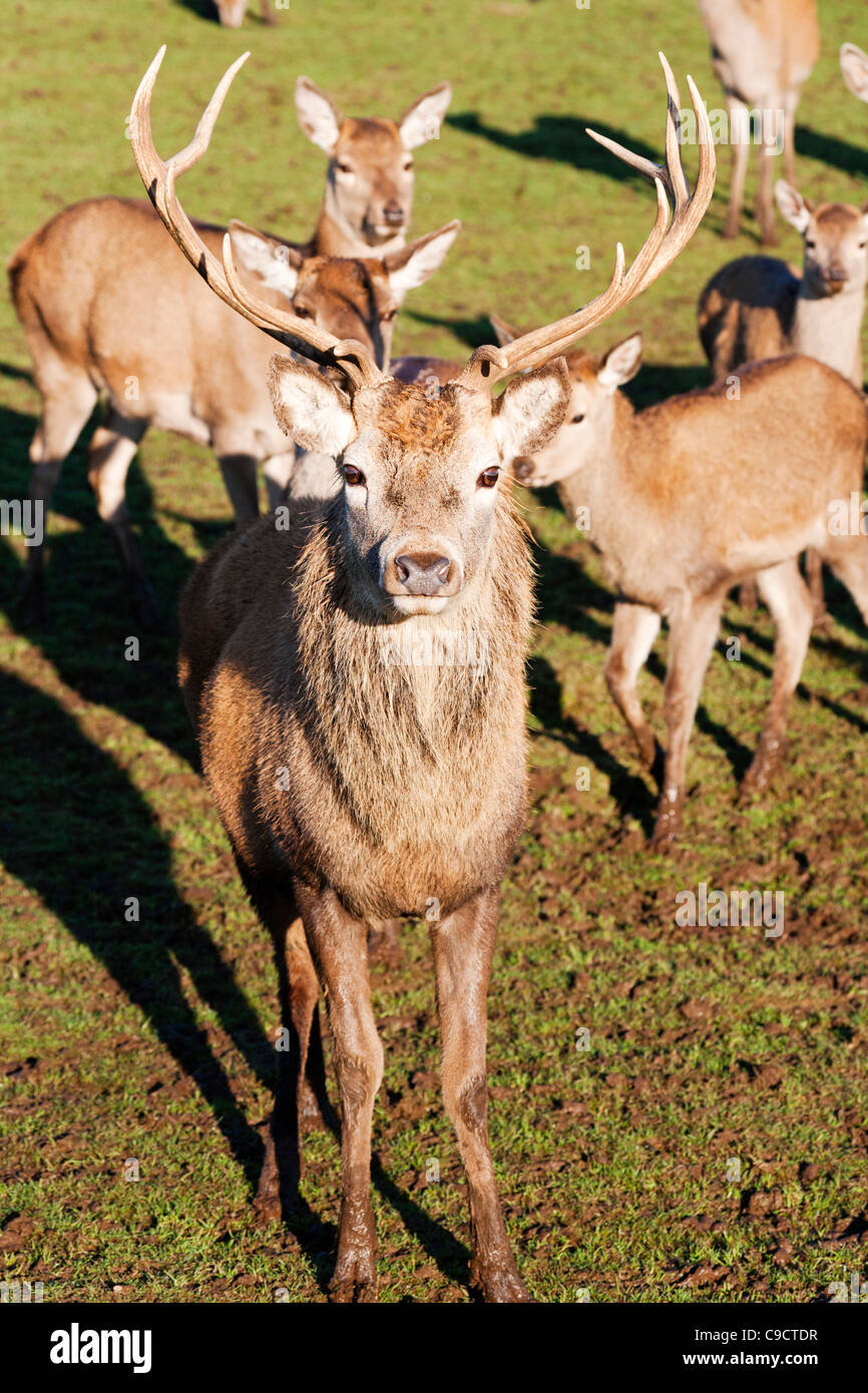 A red deer stag with hinds, Scotland Stock Photo - Alamy