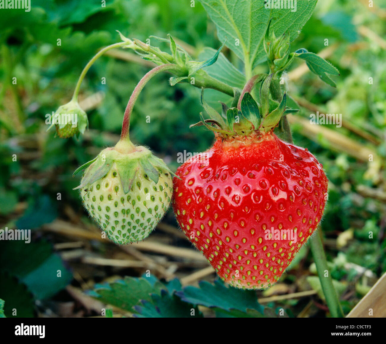 Ripe and un-ripe strawberries growing in field Stock Photo - Alamy