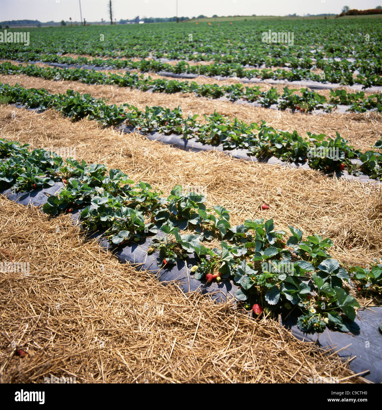 Rows of strawberries in field with straw ground cover Stock Photo - Alamy