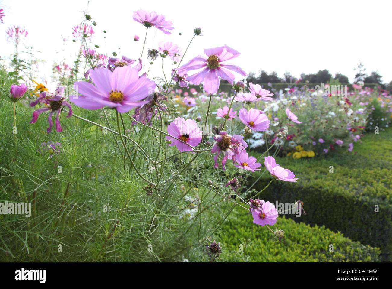 Versailles flowers hi-res stock photography and images - Alamy