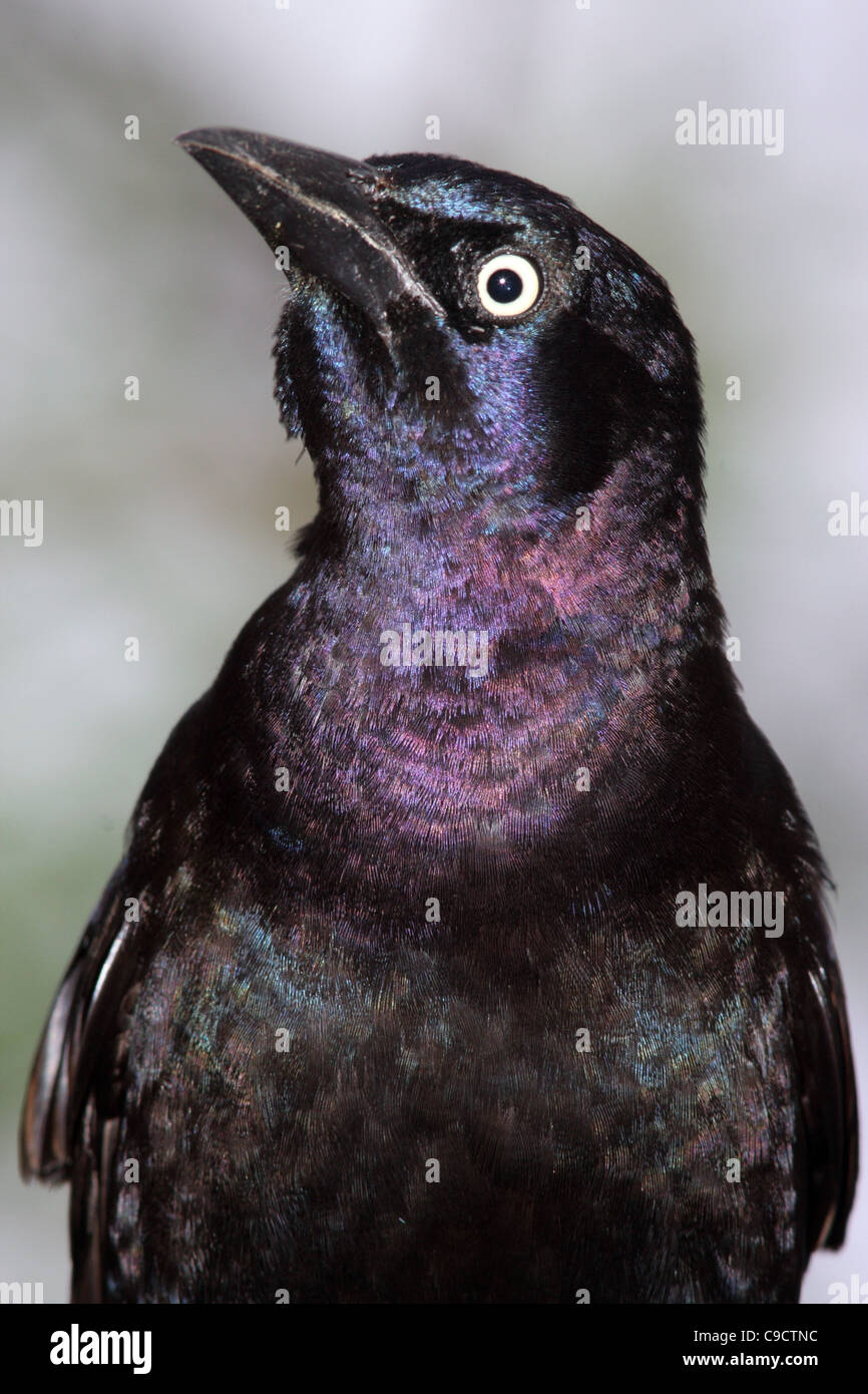 Boat-tailed grackle portrait Stock Photo - Alamy