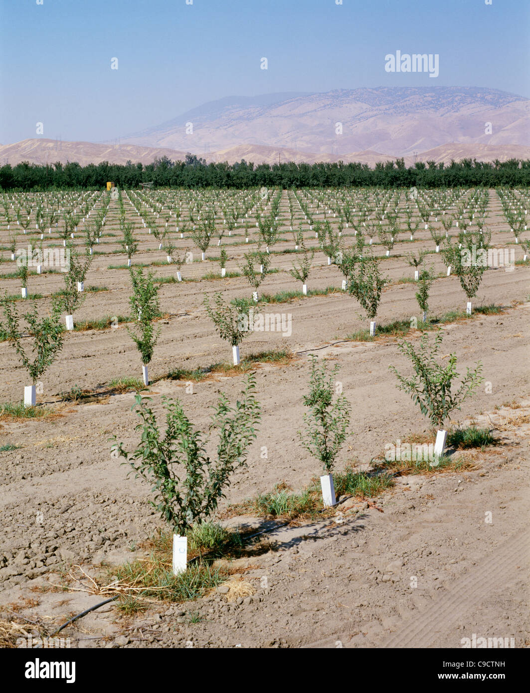 Young citrus grove with drip irrigation Stock Photo - Alamy