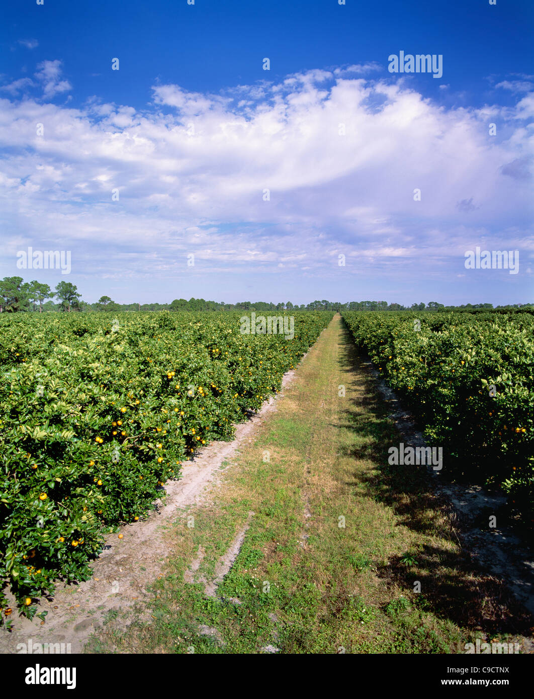 Orange orchard florida hi-res stock photography and images - Alamy