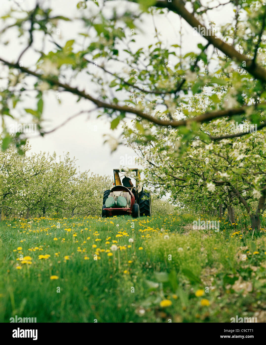 Spraying apple trees Stock Photo - Alamy