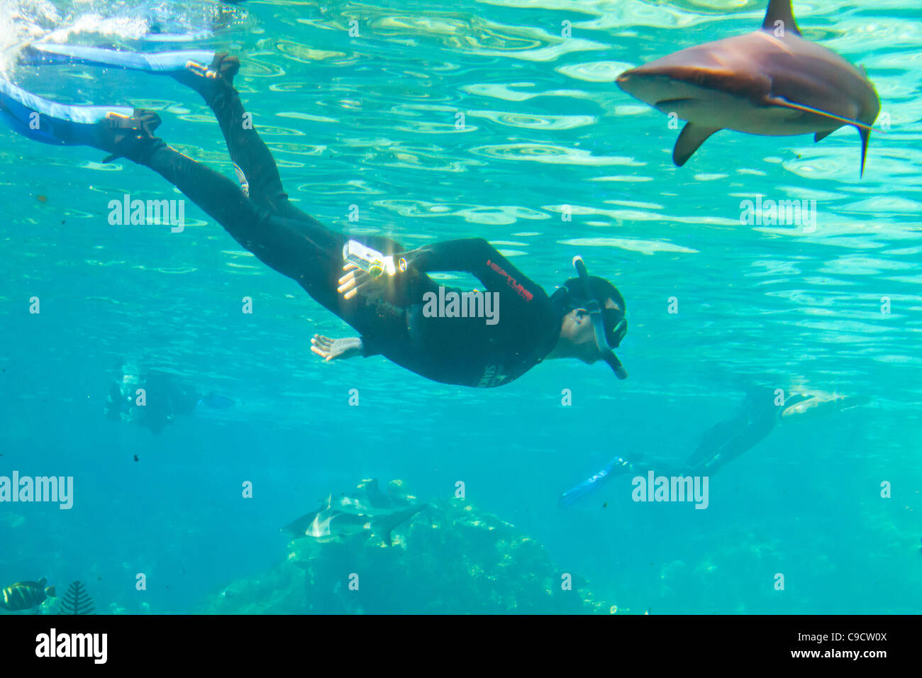 Diver with shark approaching in Queensland Australia Stock Photo - Alamy