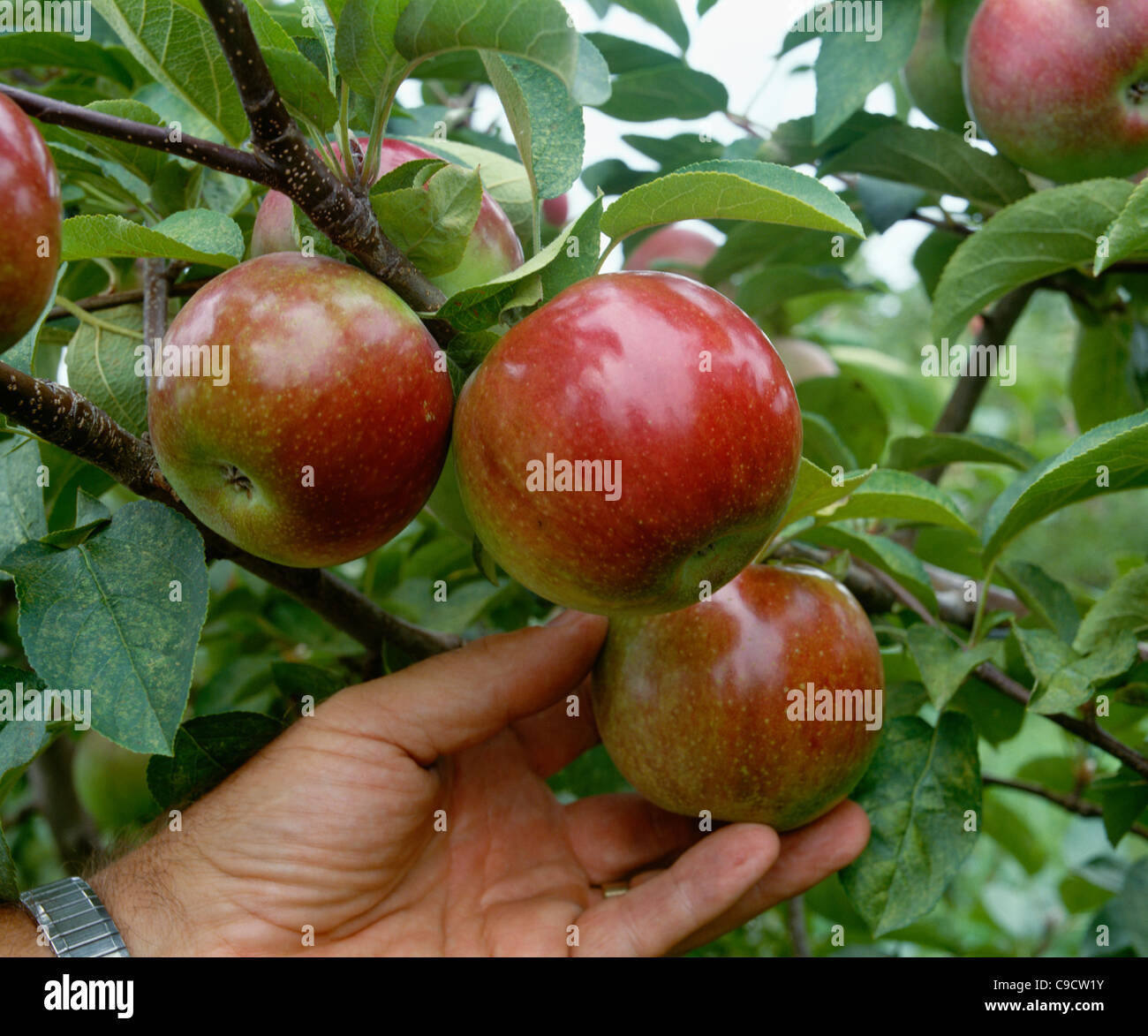 Mcintosh apples hi-res stock photography and images - Alamy