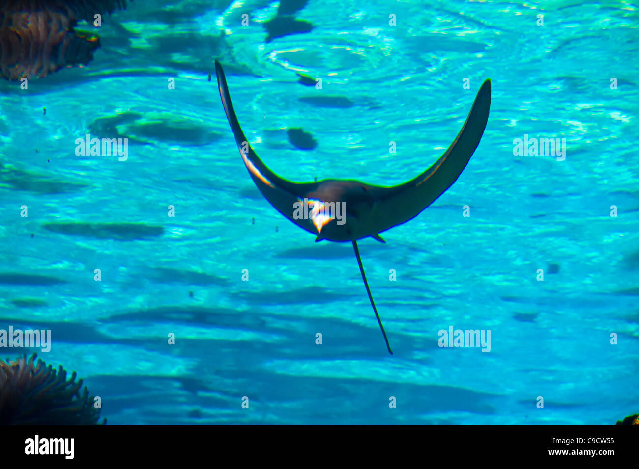 Ray swimming in Queensland Australia Stock Photo - Alamy