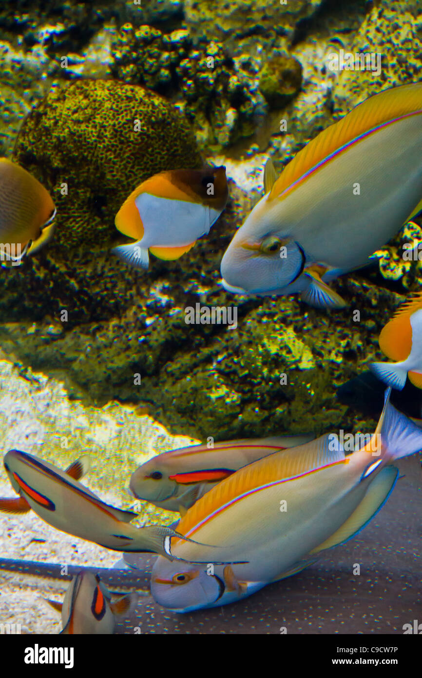 Colorful fish swimming around a reef in Queensland Australia Stock ...