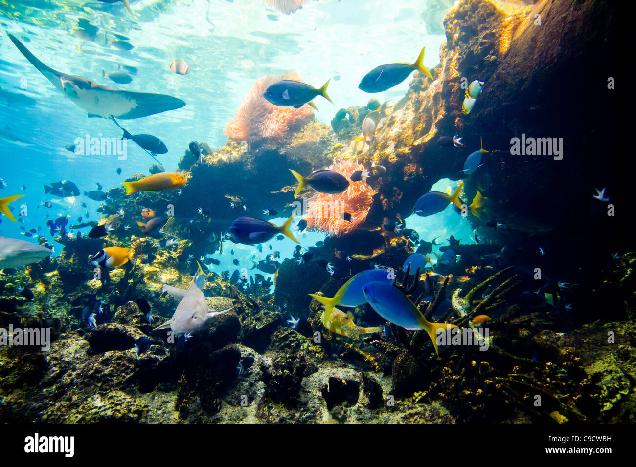 Fish swimming reef hi-res stock photography and images - Alamy