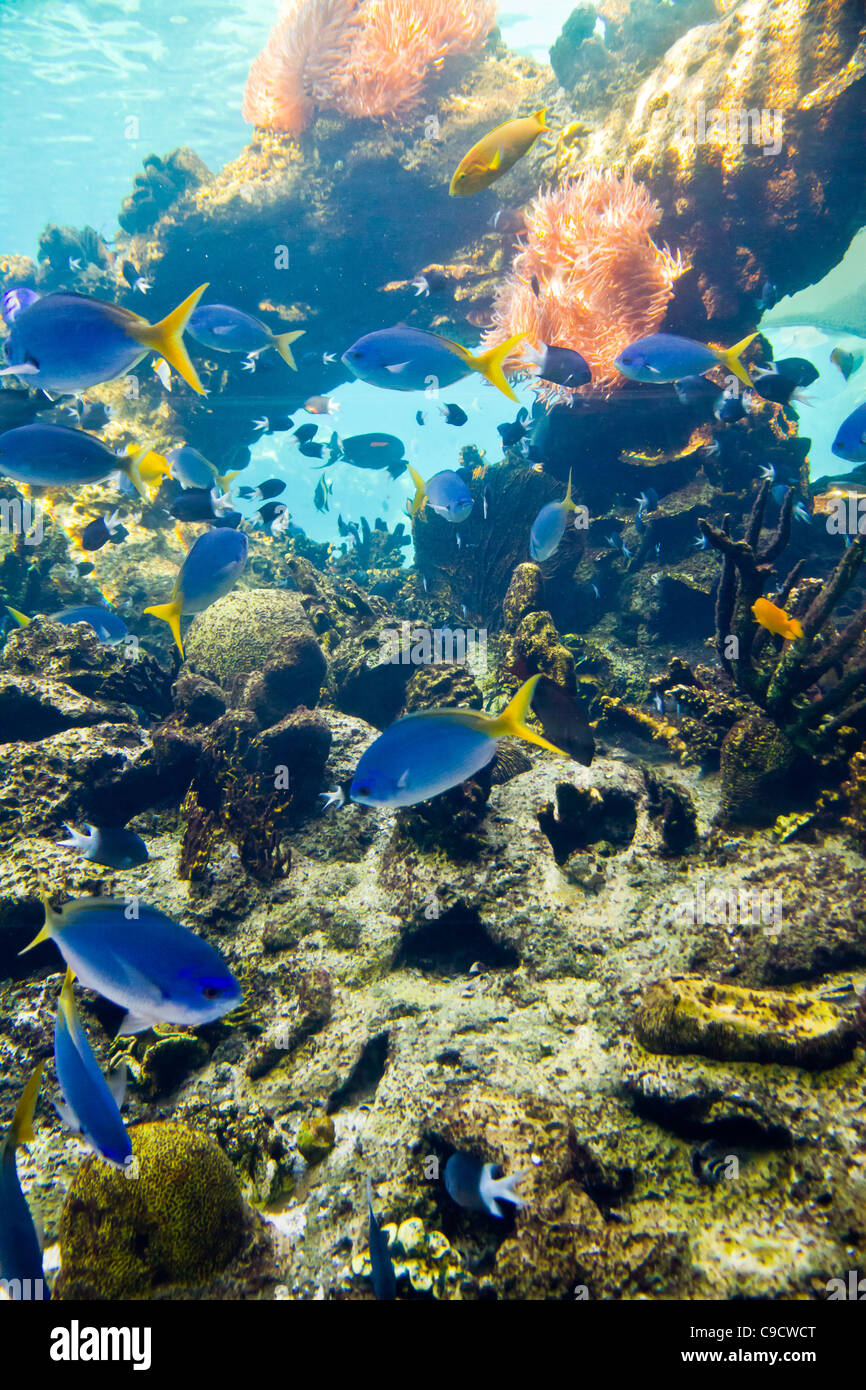 Fish swimming around a reef in Queensland Australia Stock Photo - Alamy