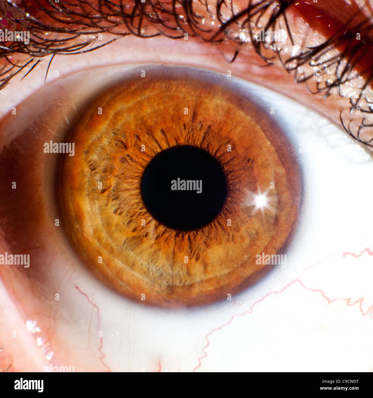 close up macro of eye ball iris and pupil Stock Photo - Alamy