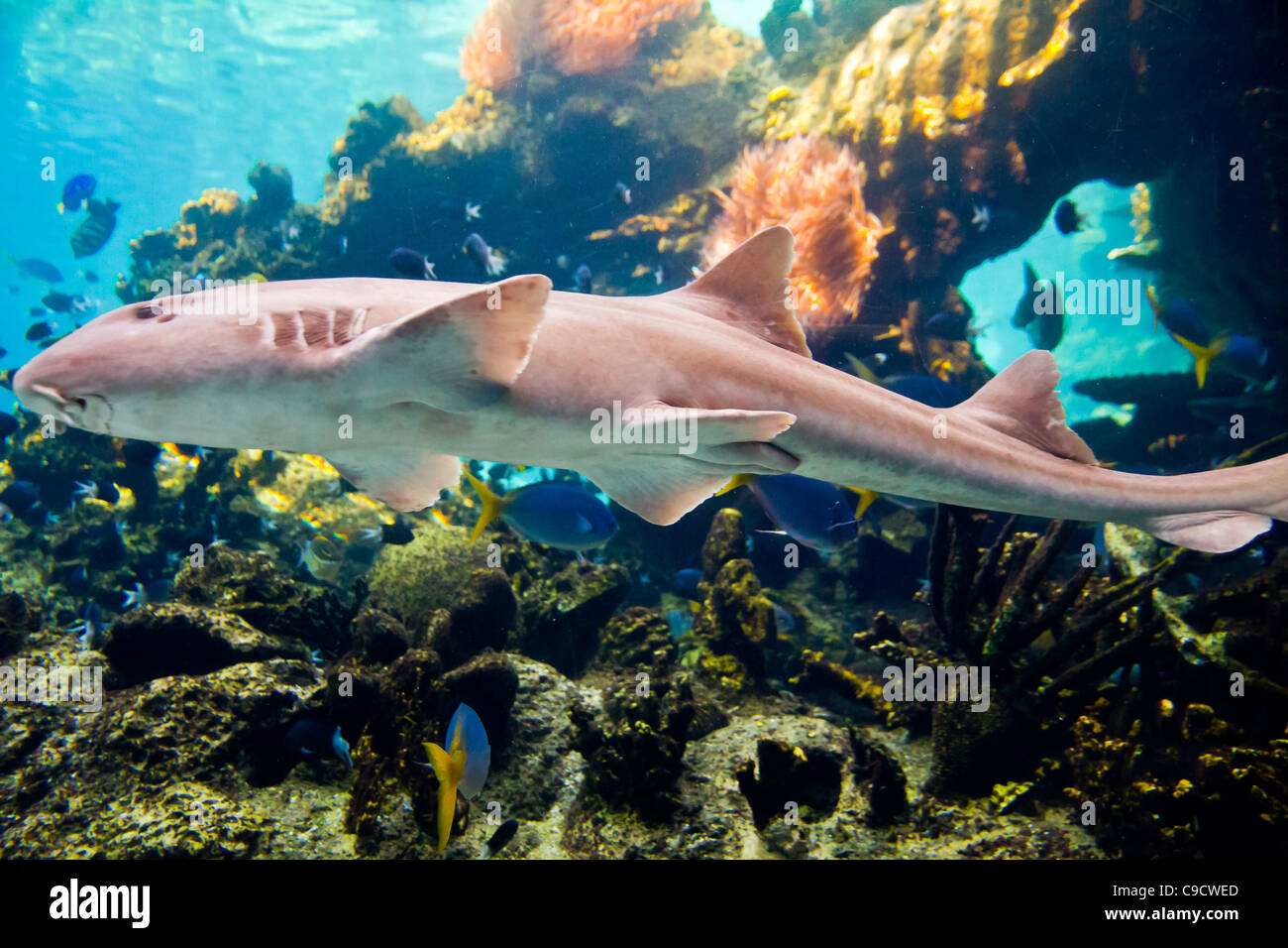 Shark swimming in Queensland Australia Stock Photo - Alamy