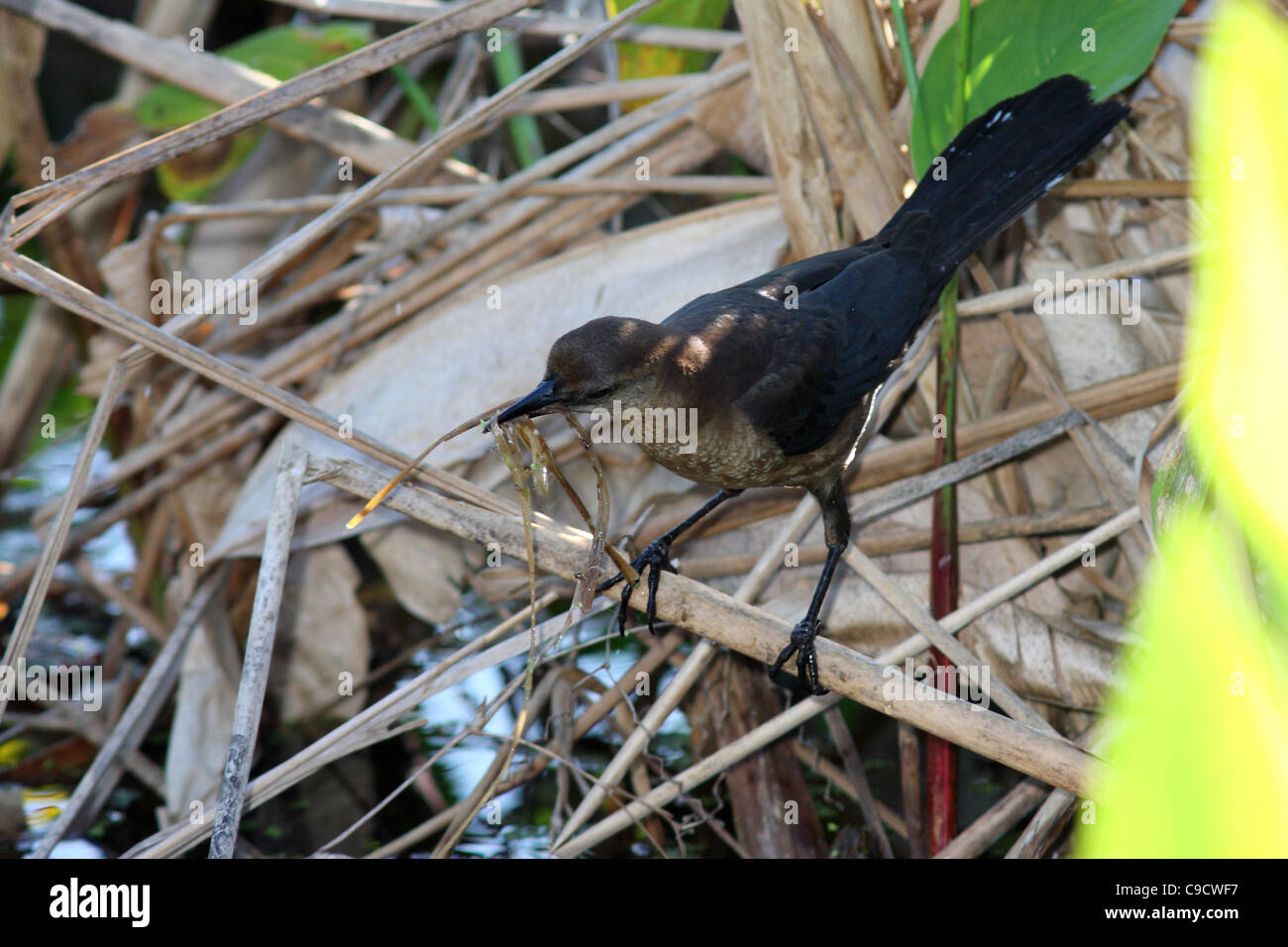 Boat-tailed grackle collecting nesting material Stock Photo - Alamy