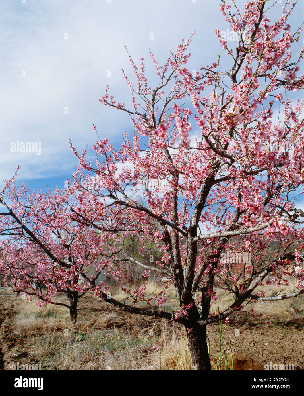 Trees of mexico hi-res stock photography and images - Alamy