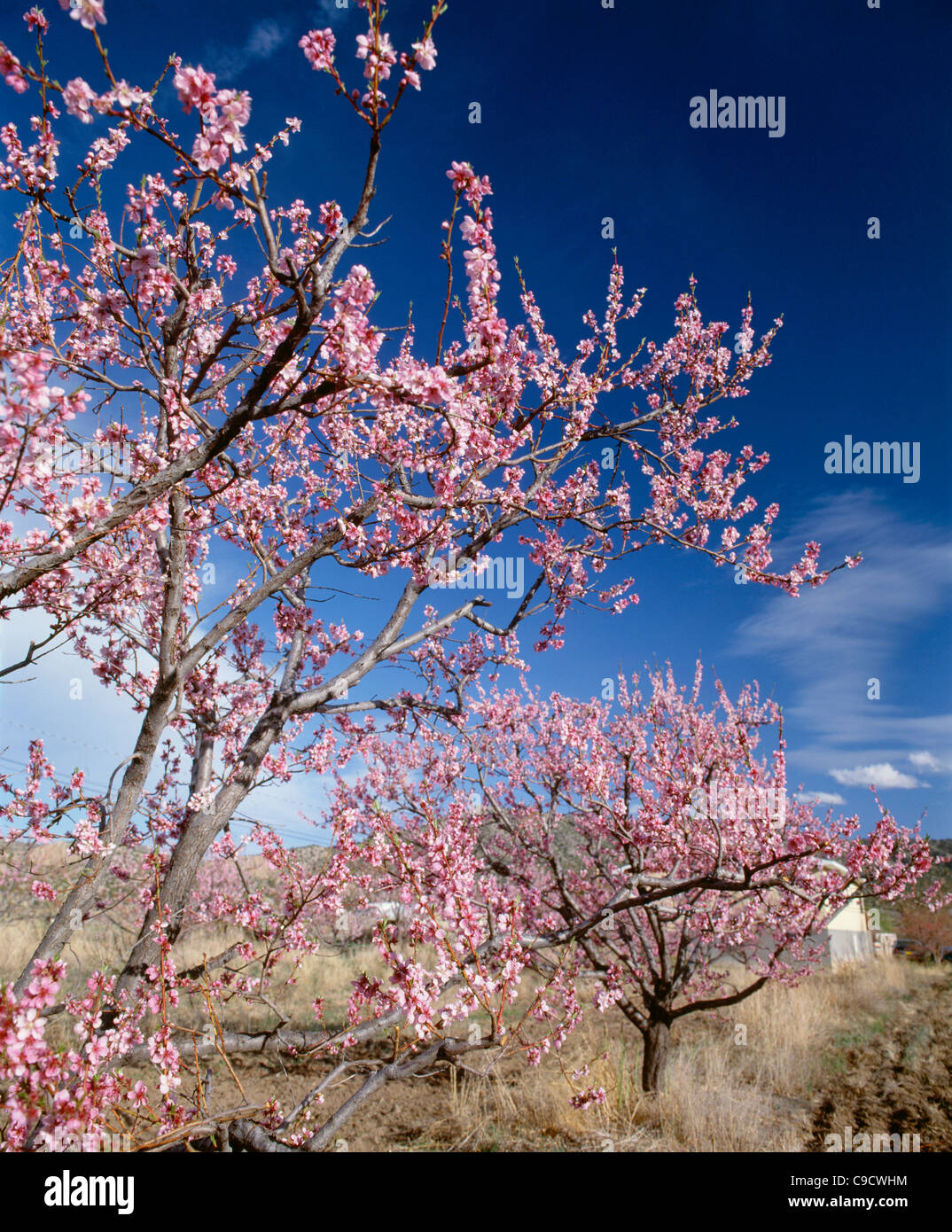 Pears in bloom - Washington state Stock Photo - Alamy