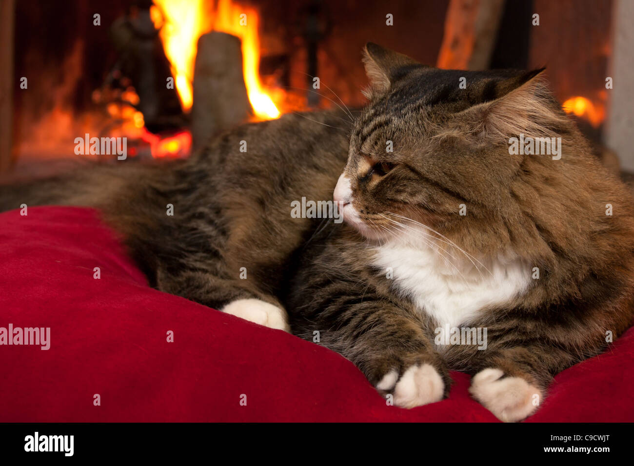 Fireplace christmas cat hi-res stock photography and images - Alamy