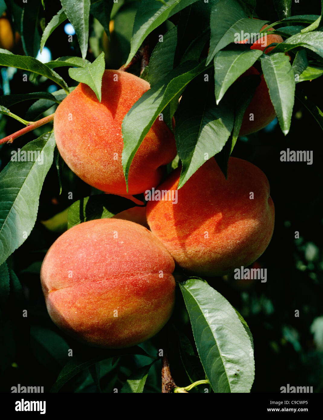 Red Heaven Peaches Stock Photo - Alamy