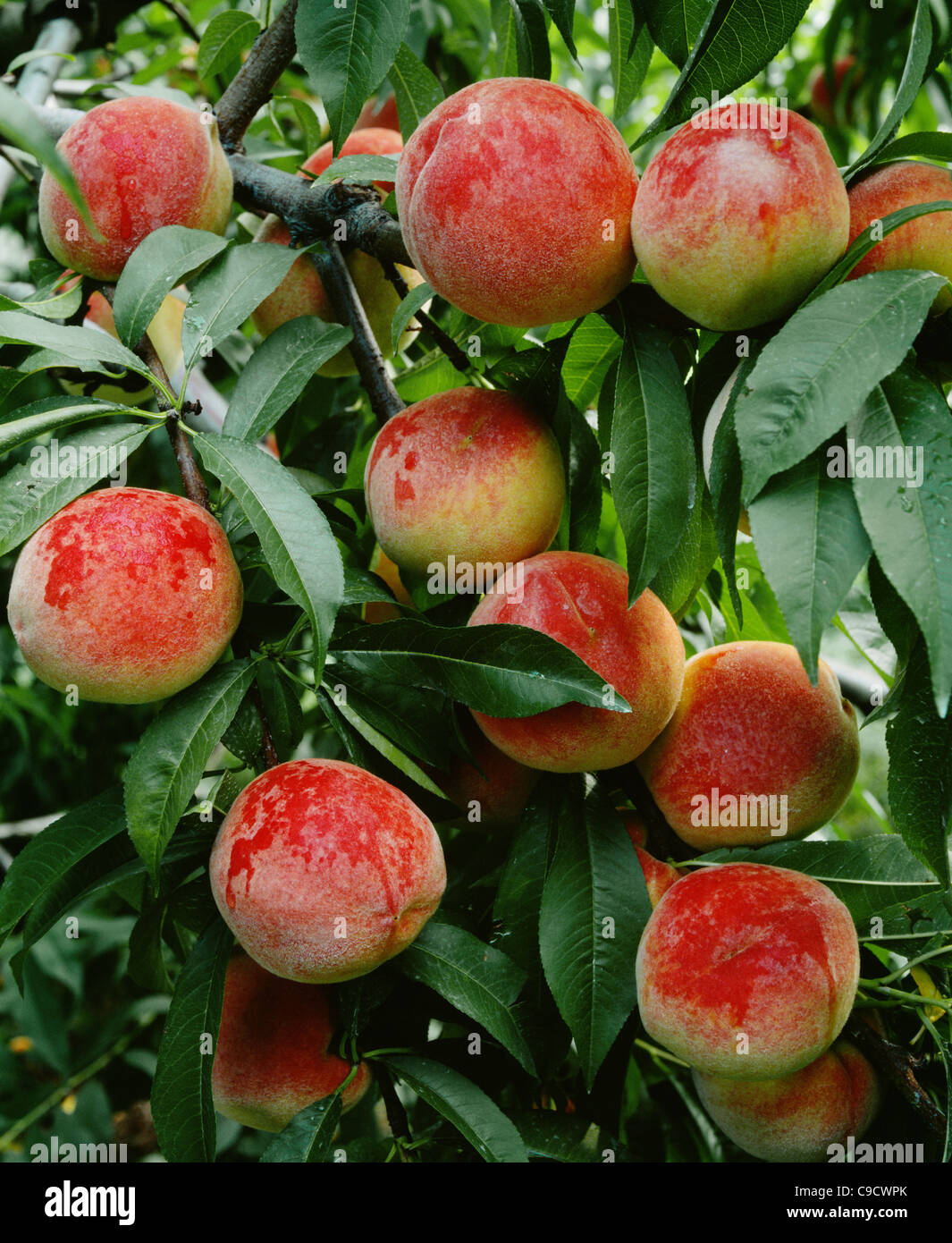 Red Heaven Peaches Stock Photo - Alamy