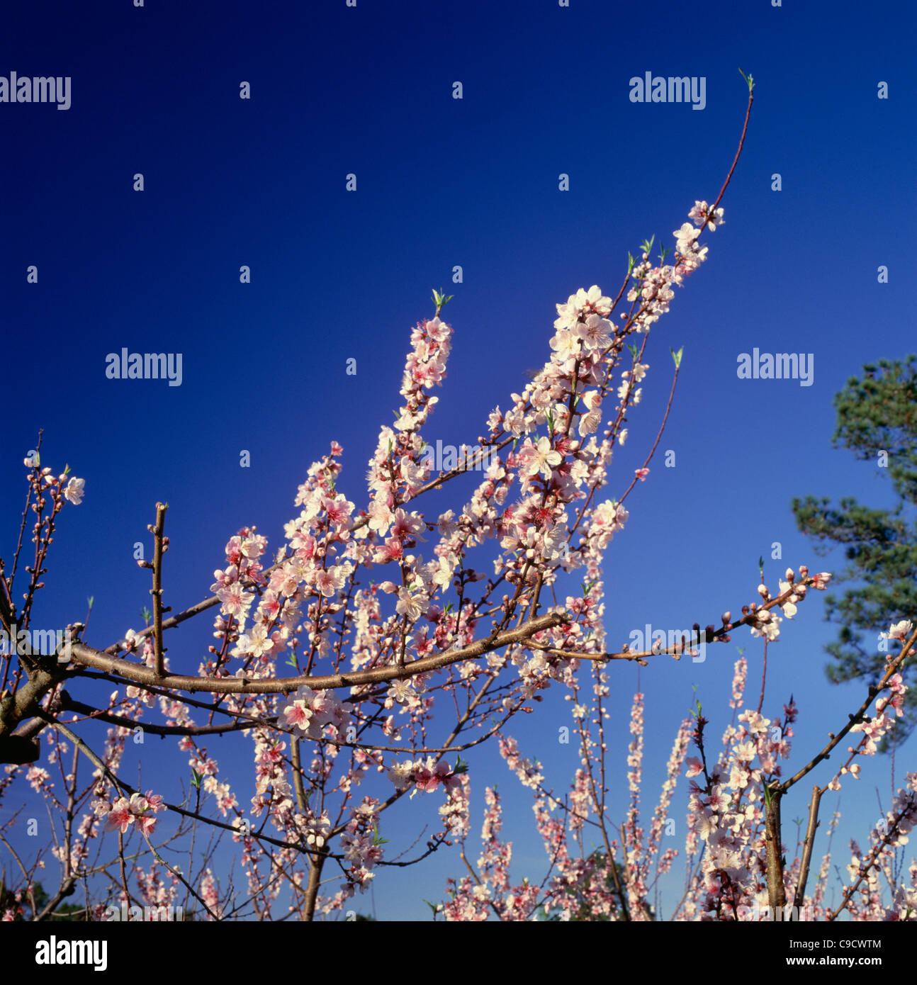 High density orchard hi-res stock photography and images - Alamy