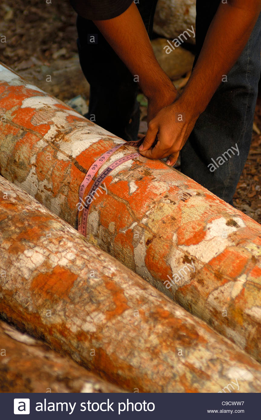 Teak Plantation Stock Photos & Teak Plantation Stock Images - Alamy