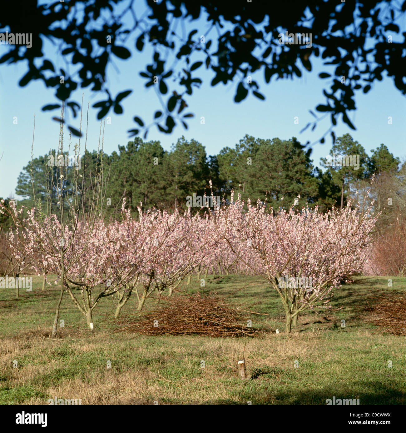 High density orchard hi-res stock photography and images - Alamy