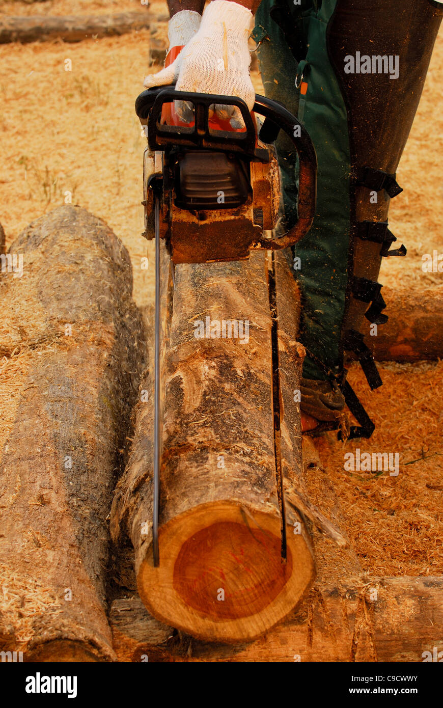 Teak wood trees hi-res stock photography and images - Alamy