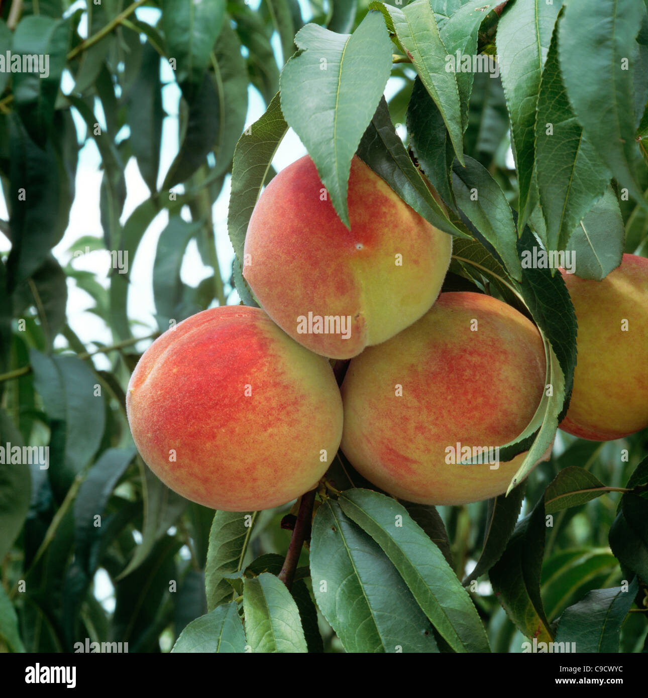 Elberta peaches hi-res stock photography and images - Alamy