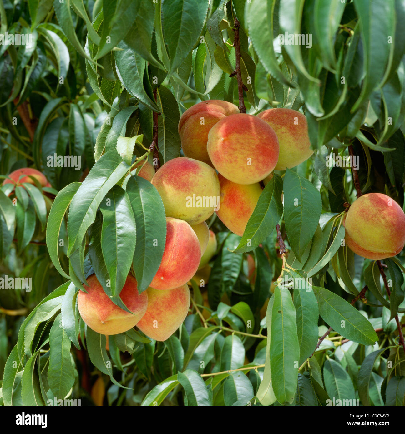 Elberta hi-res stock photography and images - Alamy