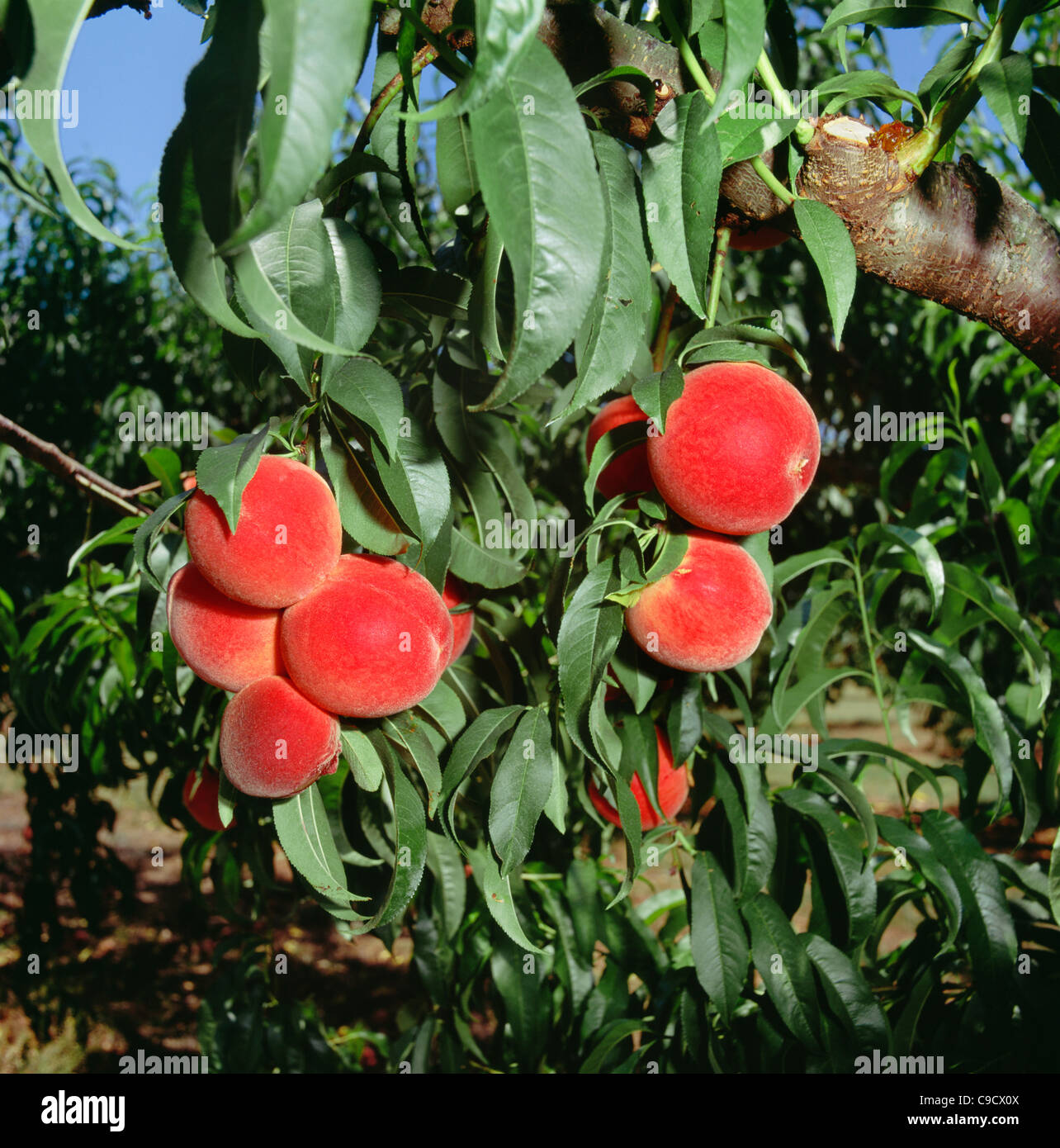 Scarlet pearl peaches hi-res stock photography and images - Alamy