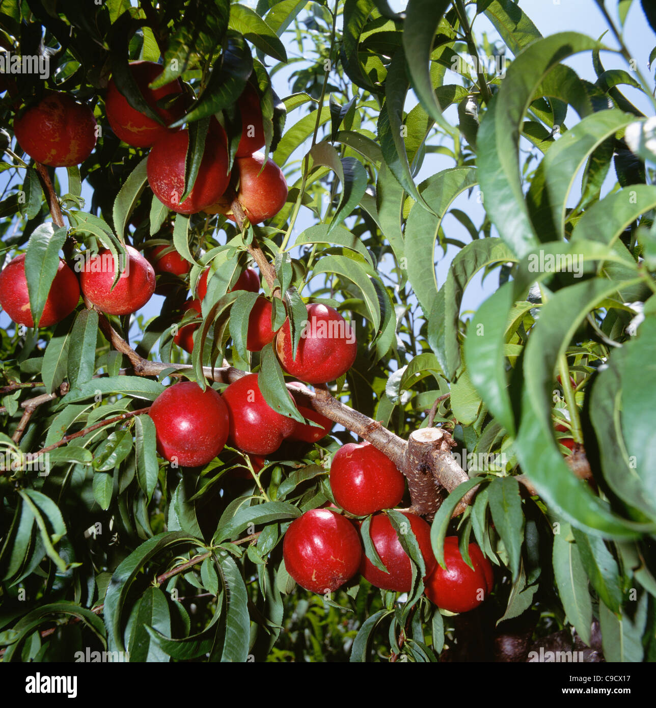 Nectarines hanging on tree Stock Photo - Alamy