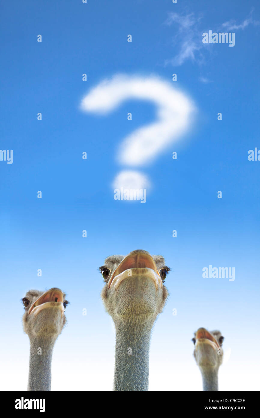 question and thinking concept. ostrich watching question mark Stock ...