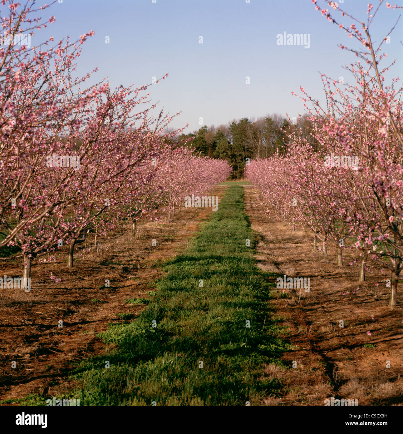 Peach orchard in bloom Stock Photo - Alamy