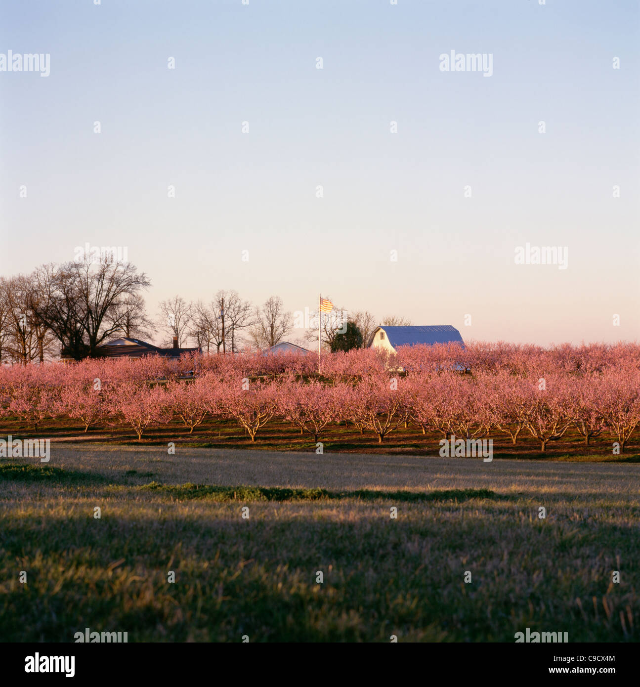 Peach orchard in bloom Stock Photo - Alamy