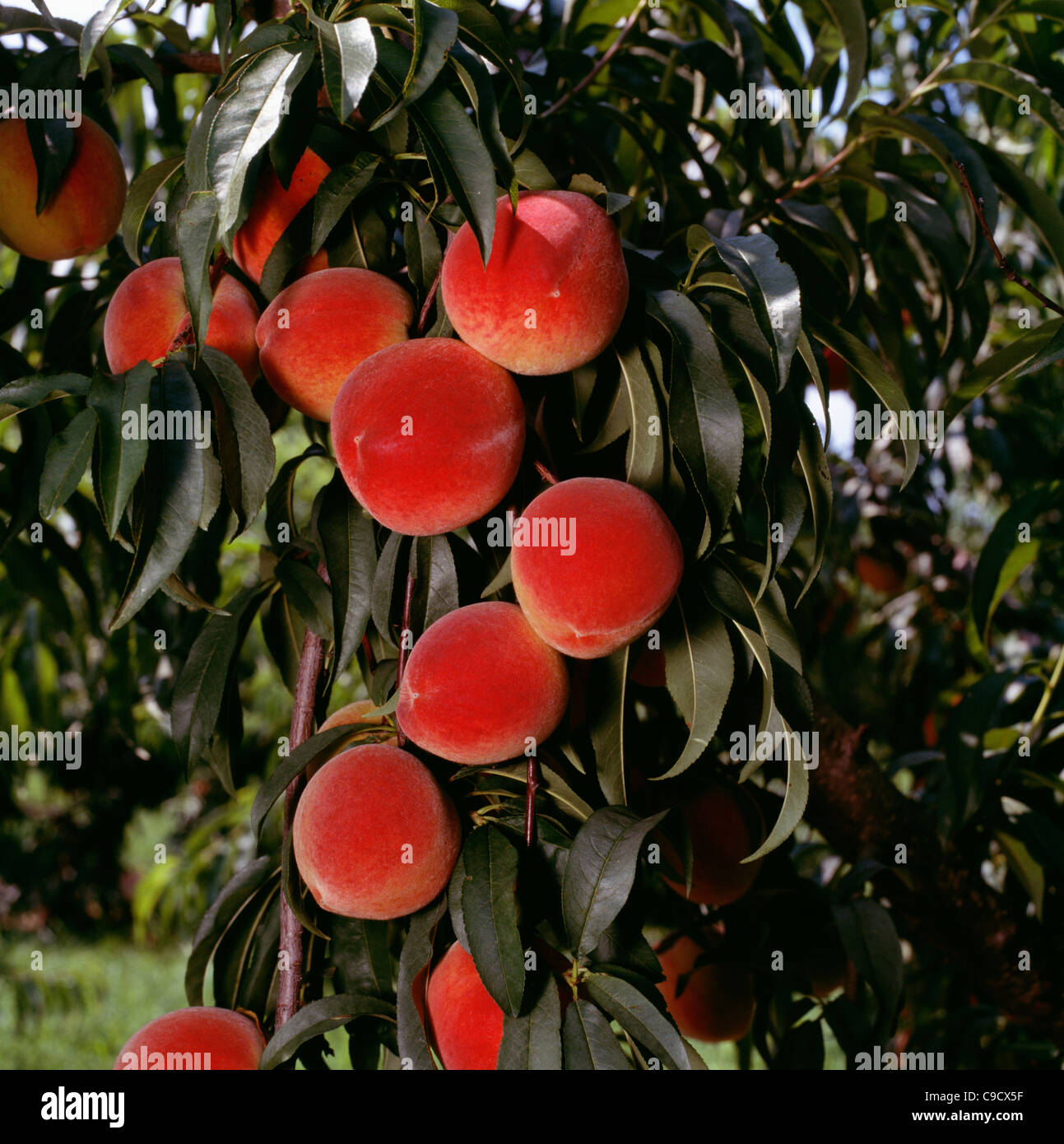 Peaches hanging on a tree Stock Photo - Alamy